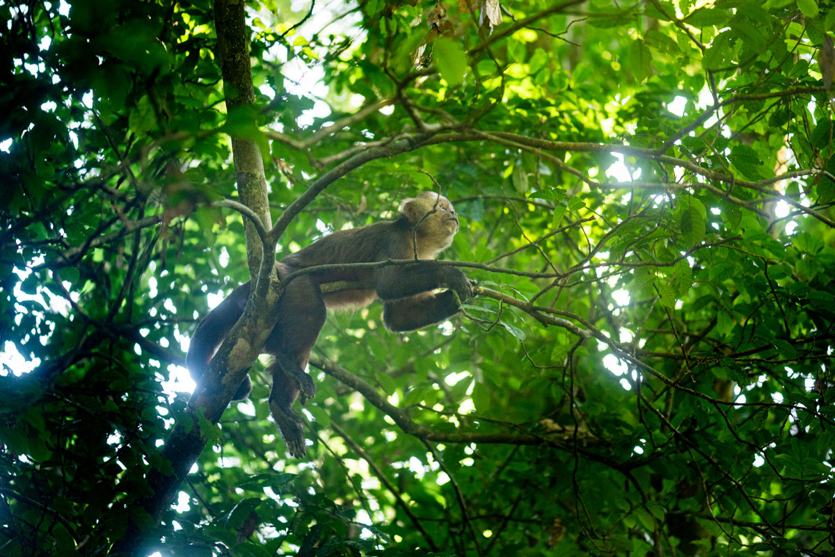 Kayak + Monkey Island - Paradise Amazon Lodge & Adventure