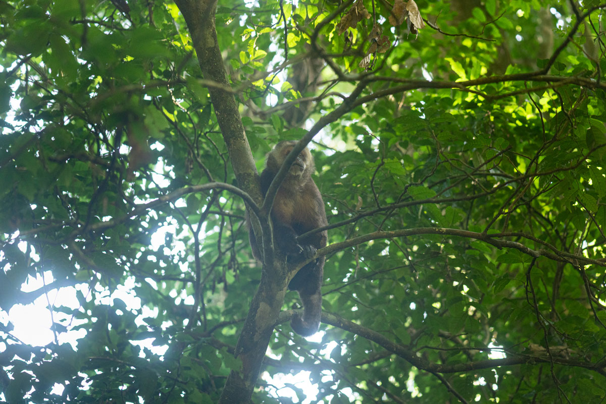 Kayak + Monkey Island - Paradise Amazon Lodge & Adventure