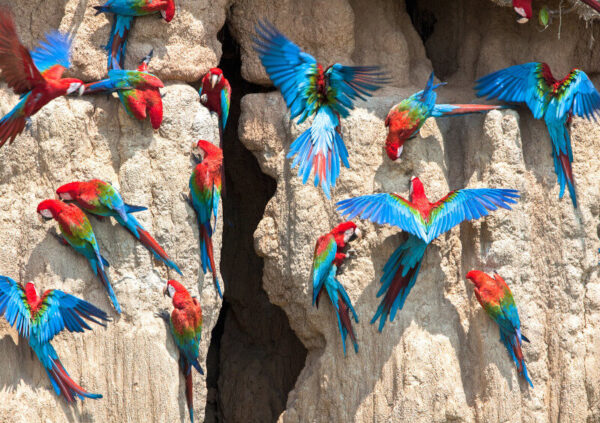 What do macaws eat, and what is their natural habitat? - 2024