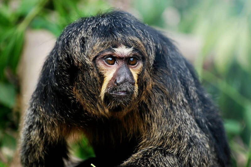 Monkeys Of The Amazon Rainforest - Paradise Yakari