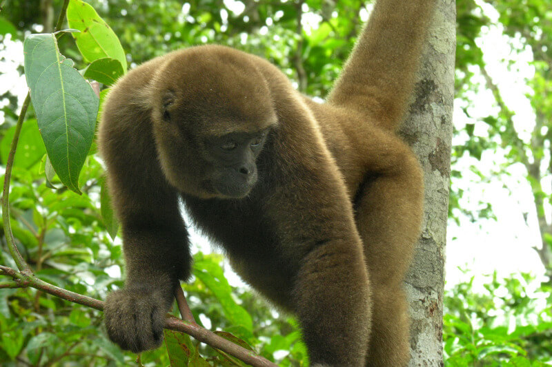 Monkeys Of The Amazon Rainforest - Paradise Yakari