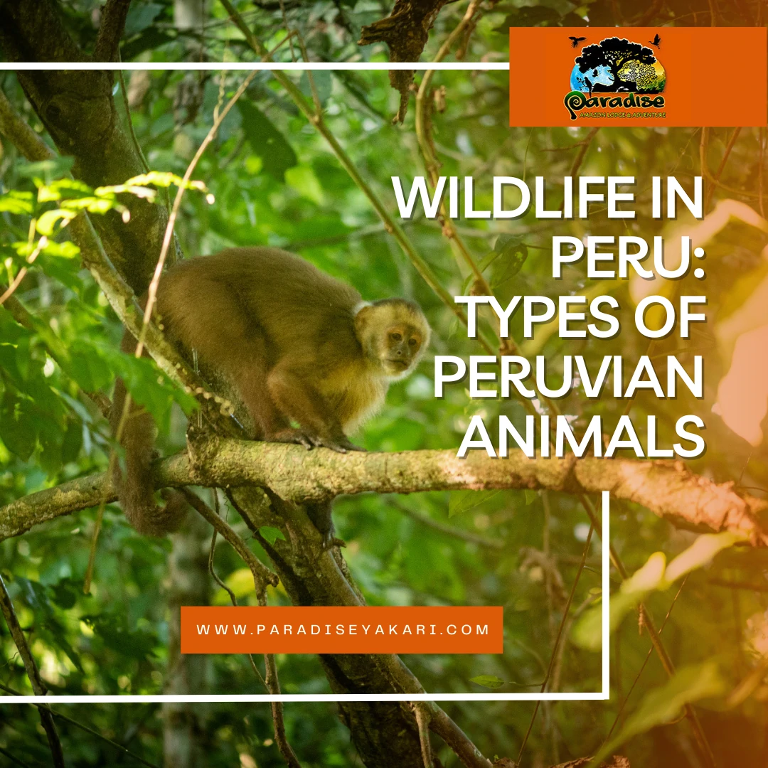 Wildlife in Peru - Types of Peruvian Animals - Paradise Yakari