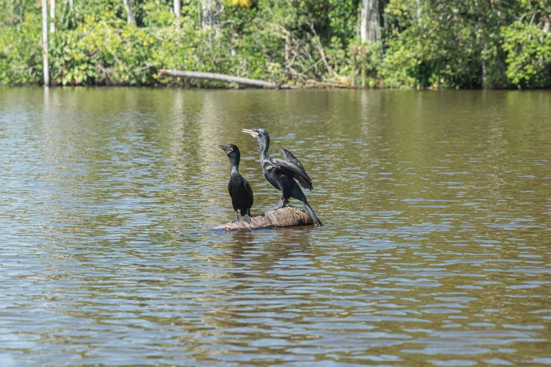 Wildlife in Peru - Types of Peruvian Animals - Paradise Yakari