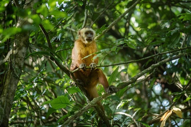 What is the significance of the Amazon river? - Paradise Yakari