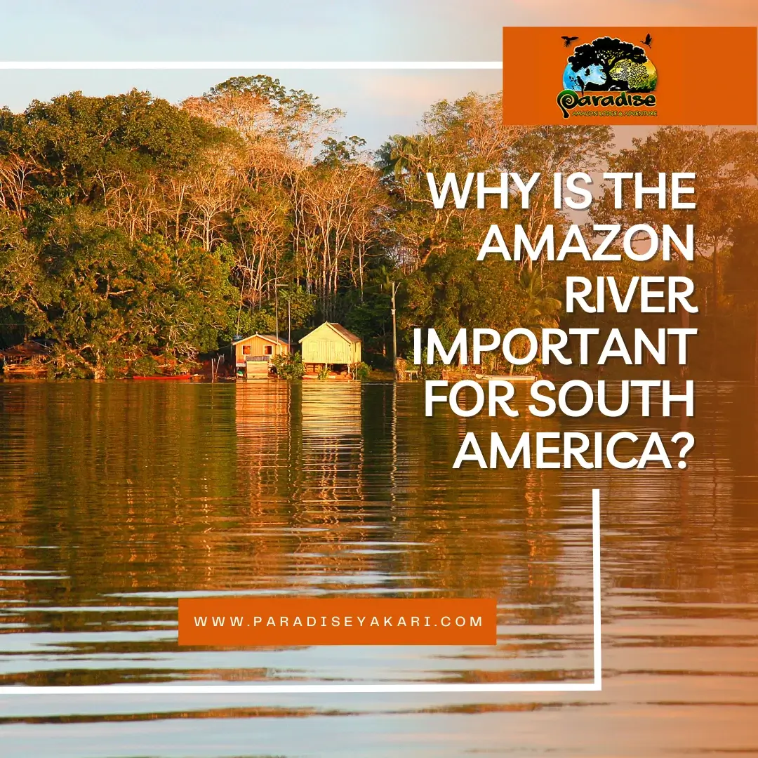 Why is the Amazon River important for South America? - 2024