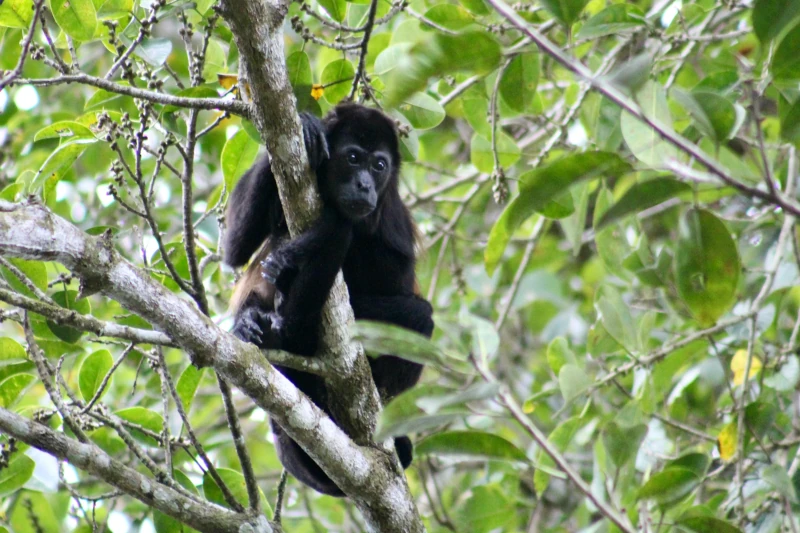 Exploring the Enigmatic Howler Monkeys of Peru - Paradise Yakari