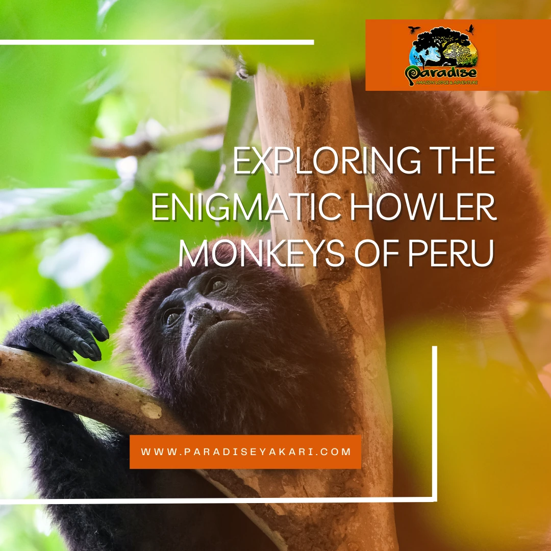 Exploring the Enigmatic Howler Monkeys of Peru - 2024