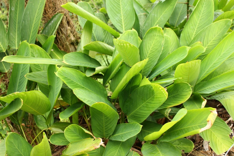 Bijao Leaf: Nature's Gift to Amazonian Culture and Cuisine - Paradise ...